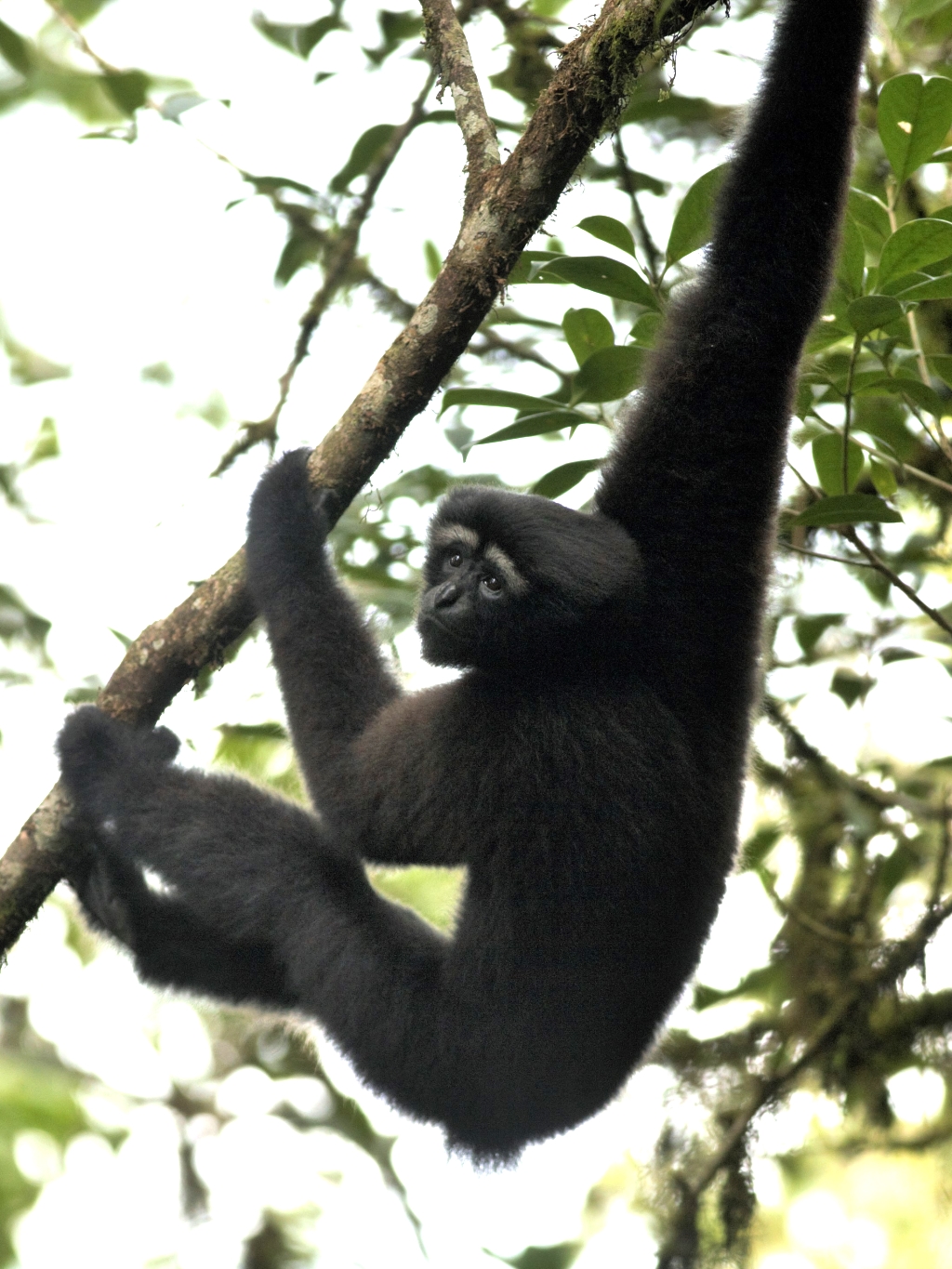 Skywalker Gibbon Project – Section on Small Apes
