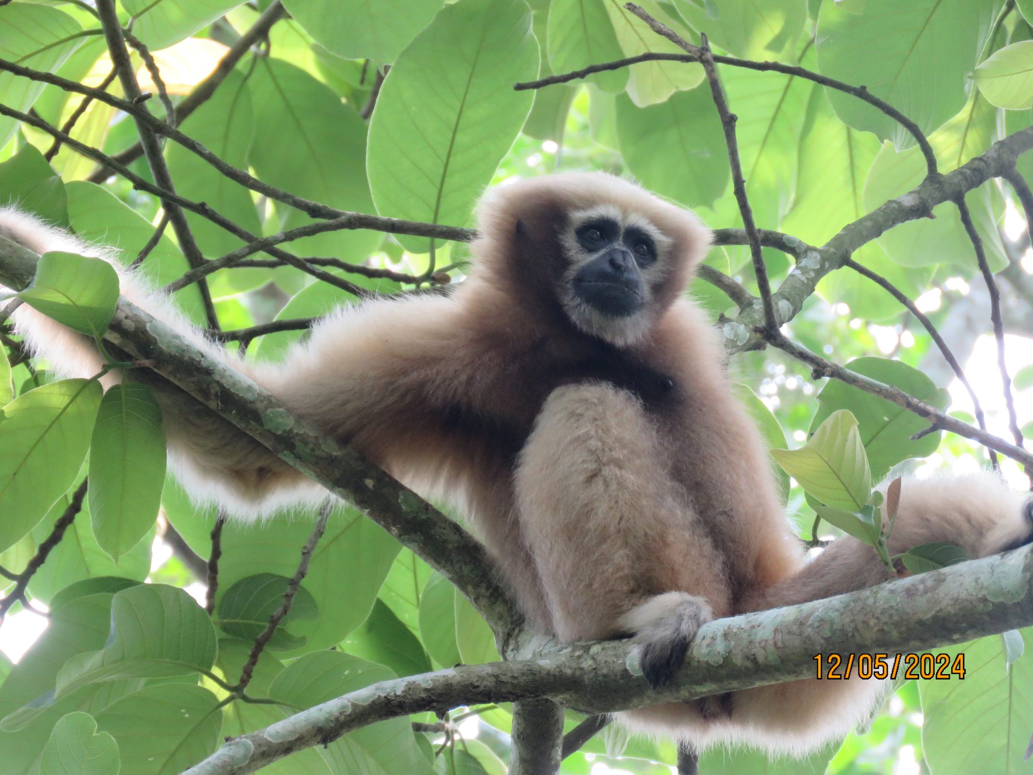 Myths and Legends of the Gibbons – Section on Small Apes